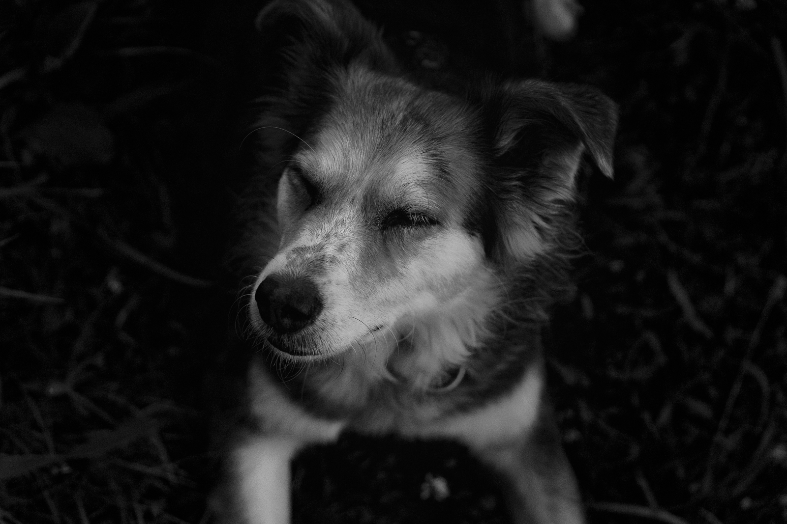 Moj portfolio - Love, Rino - Fotografiranje živali