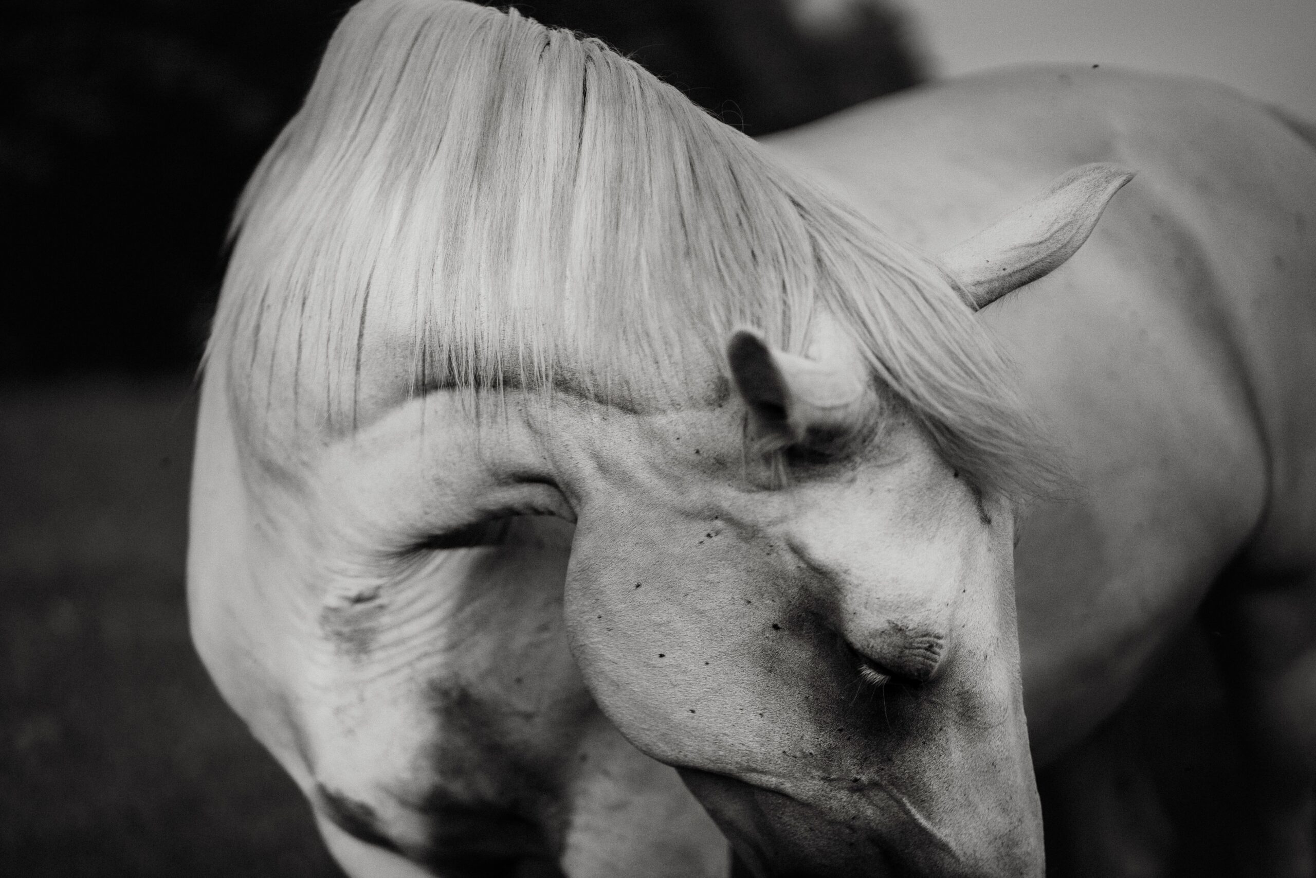 Moj portfolio - Love, Rino - Fotografiranje živali